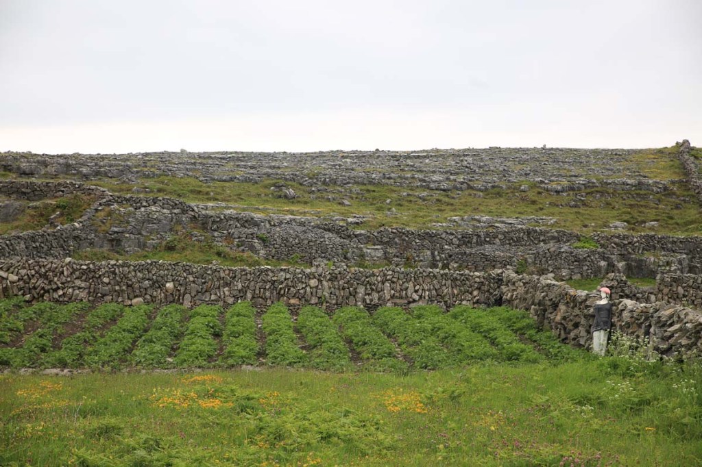 The Stone Walls of Aran. A Triumph of Adaptability. | Singersong Blog